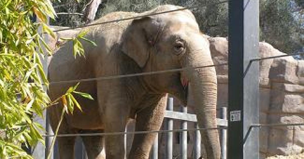 Gay Day at the Zoo - The Santa Barbara Independent