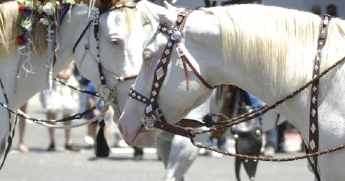 Fiesta Equestrian Parade - The Santa Barbara Independent