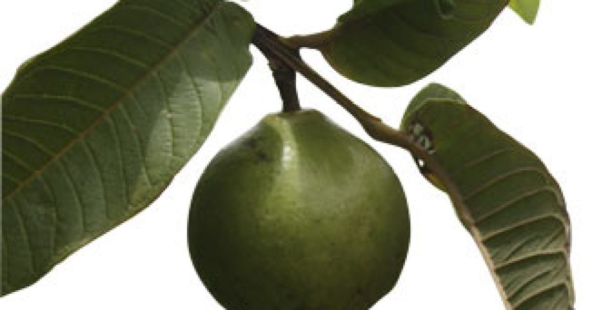 Tropical Fruit - The Santa Barbara Independent