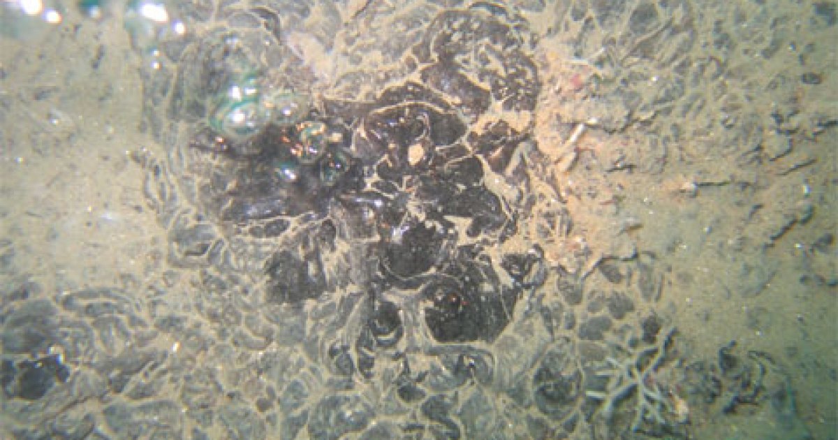 Oil-Eating Microbes Focus of UCSB Study - The Santa Barbara Independent