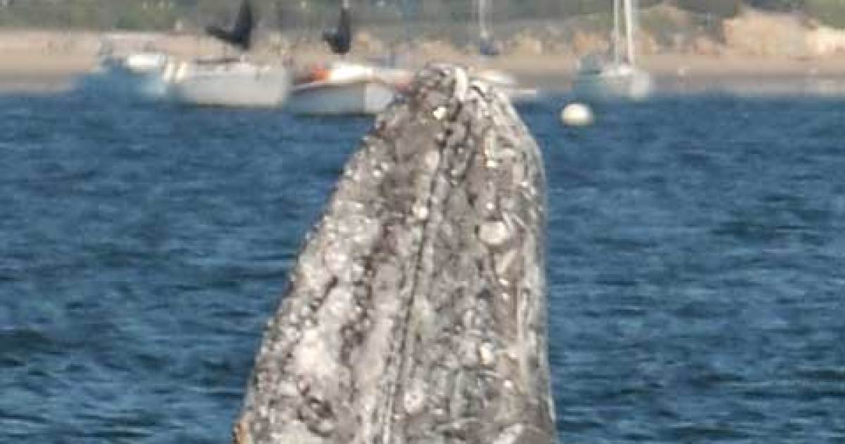 Whale Leaves, Dredging Begins - The Santa Barbara Independent