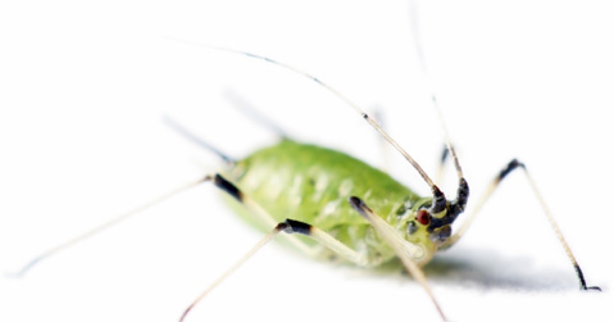 How to Handle Aphids and Their Friends - The Santa Barbara Independent