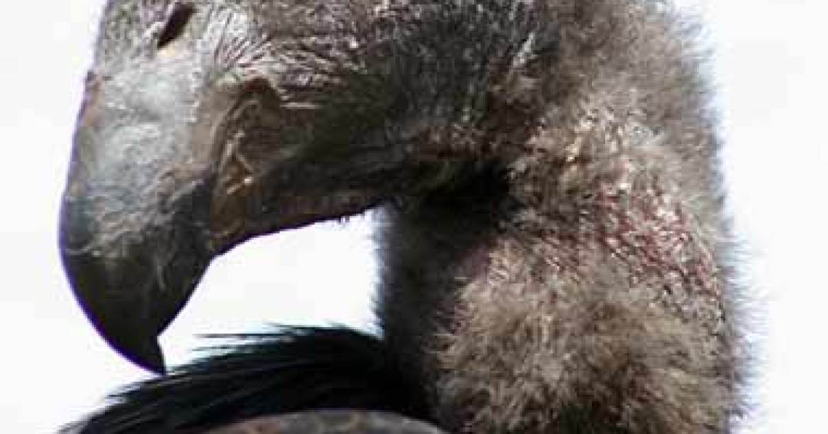 Condor Country - The Santa Barbara Independent