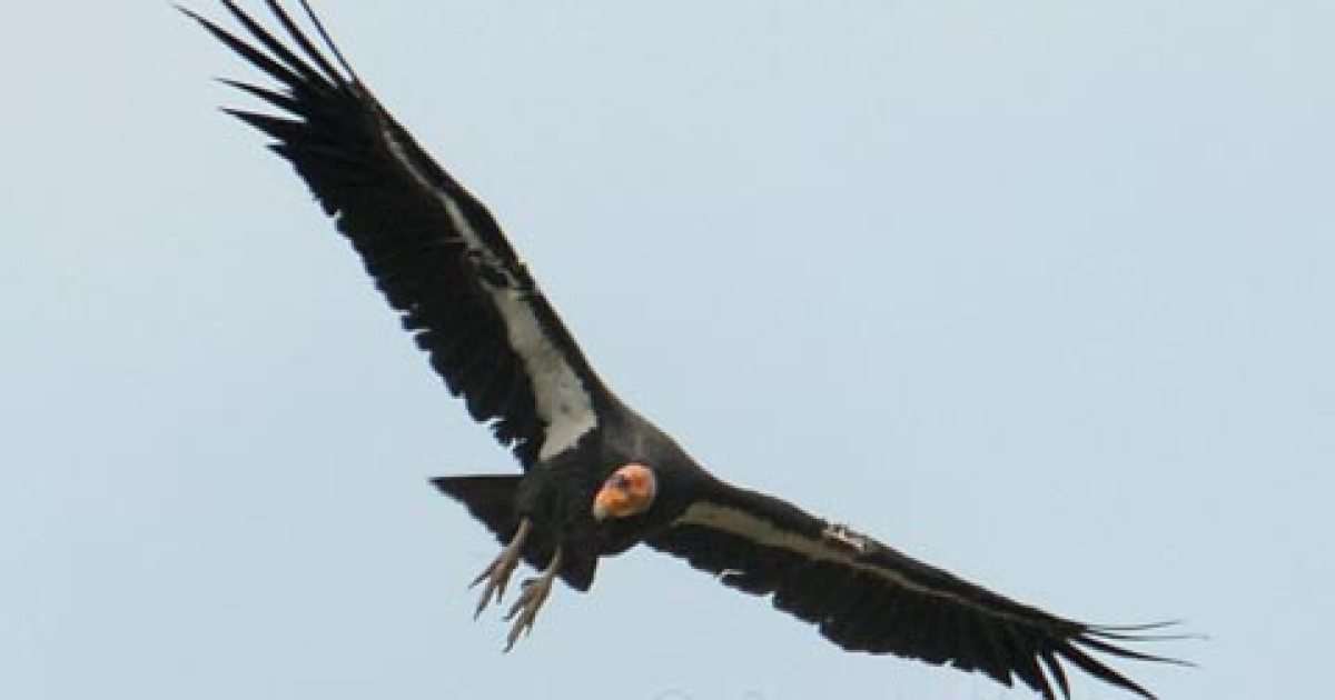 Los Padres ForestWatch Opposes Logging in Condor Country - The Santa ...