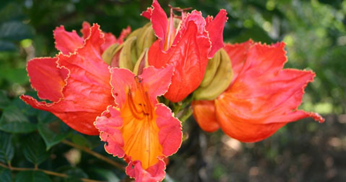 African Tulip Tree - The Santa Barbara Independent