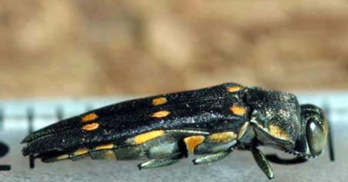 Invasive Beetle Attacks Oak Trees - The Santa Barbara Independent