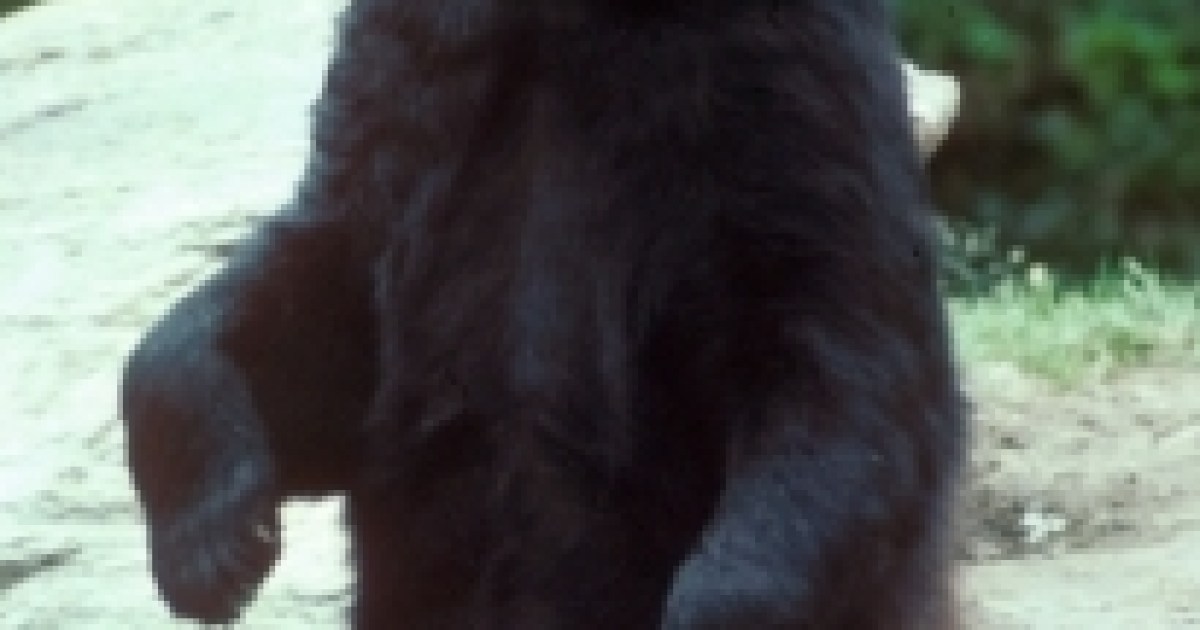 Bears in Crosshairs - The Santa Barbara Independent