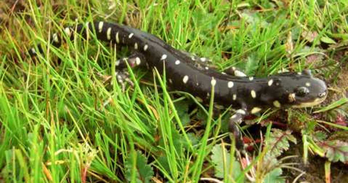 Tiger Salamander Receives State Protection - The Santa Barbara Independent