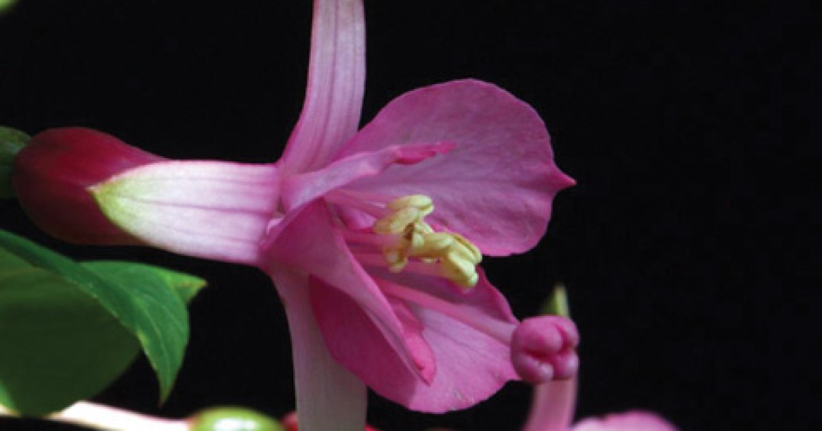 Big Fuchsias - The Santa Barbara Independent