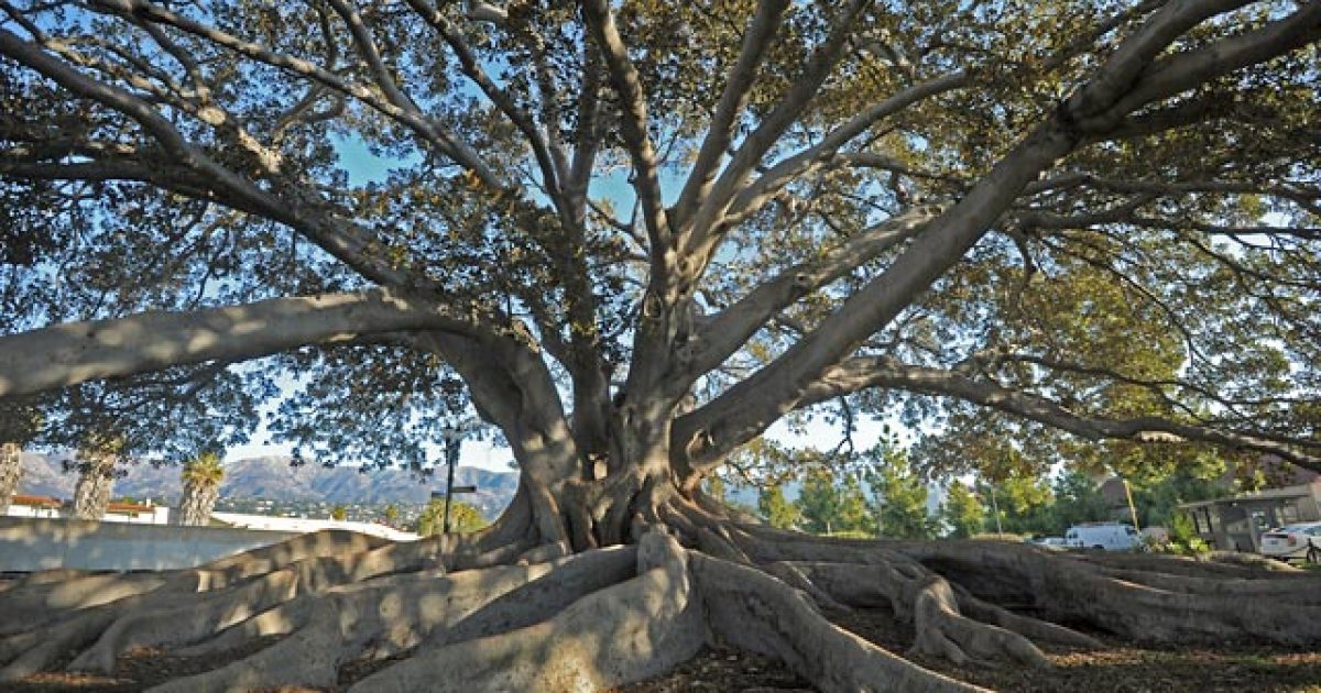 S.B. Big Trees - The Santa Barbara Independent