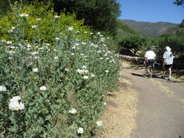 Matilija Falls Day Hike (Ojai) - The Santa Barbara Independent