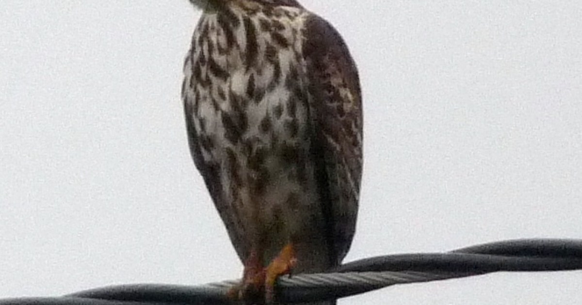 First Gray Hawk Sighting in California? - The Santa Barbara Independent