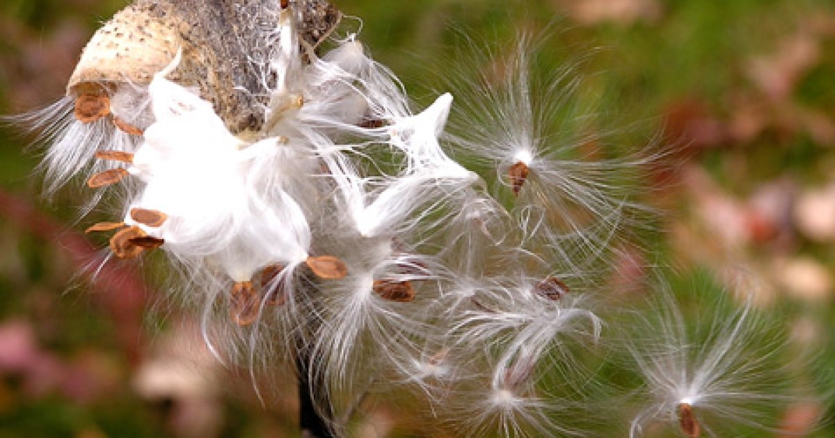 Seed Dispersal - The Santa Barbara Independent