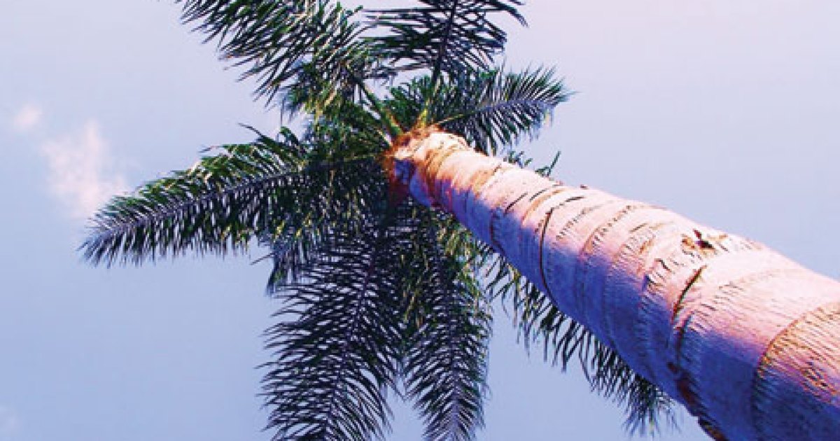 Perfect Palms - The Santa Barbara Independent