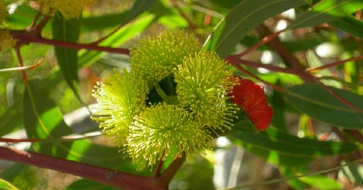 Small Eucalyptus (and Relatives) - The Santa Barbara Independent