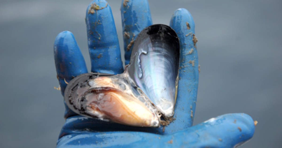 Flexing Muscles Over Mussels - The Santa Barbara Independent