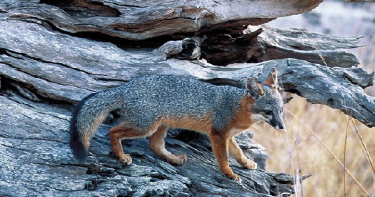 How to Outfox a Channel Islands Fox - The Santa Barbara Independent