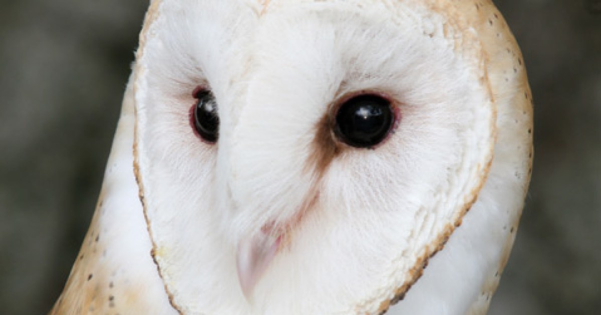 Winged Wonders at the Museum - The Santa Barbara Independent