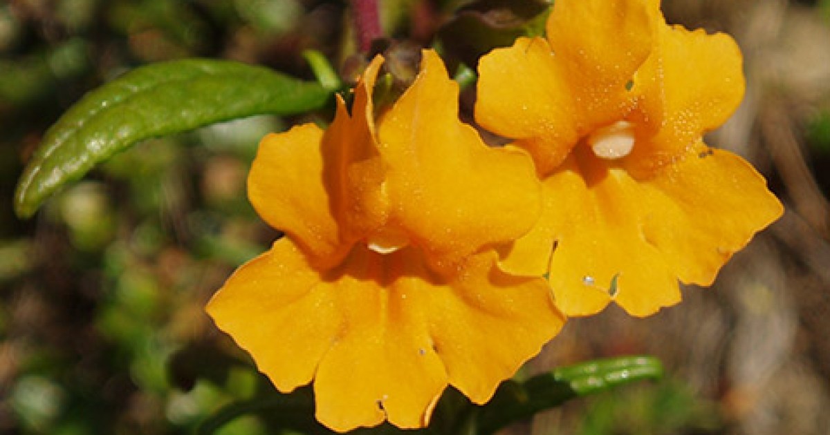 Making Gardens Beautiful and Water-Wise - The Santa Barbara Independent