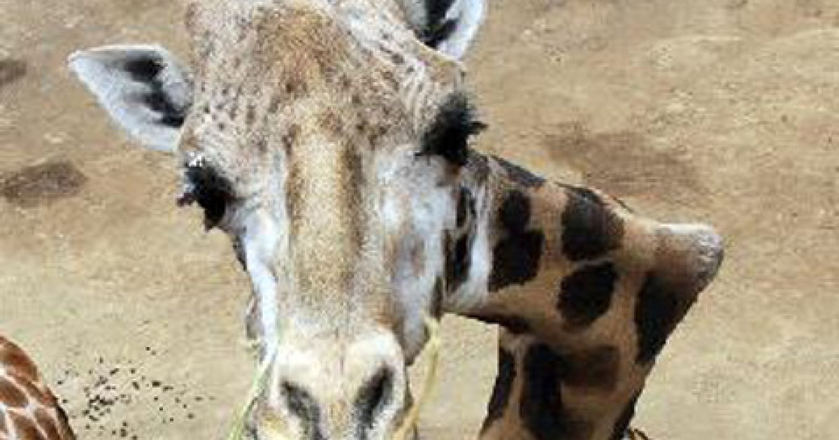 Crooked-Neck Giraffe Skeleton Now on Display - The Santa Barbara ...