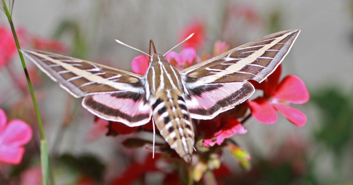 A Couple of Cool Santa Barbara Moths - The Santa Barbara Independent