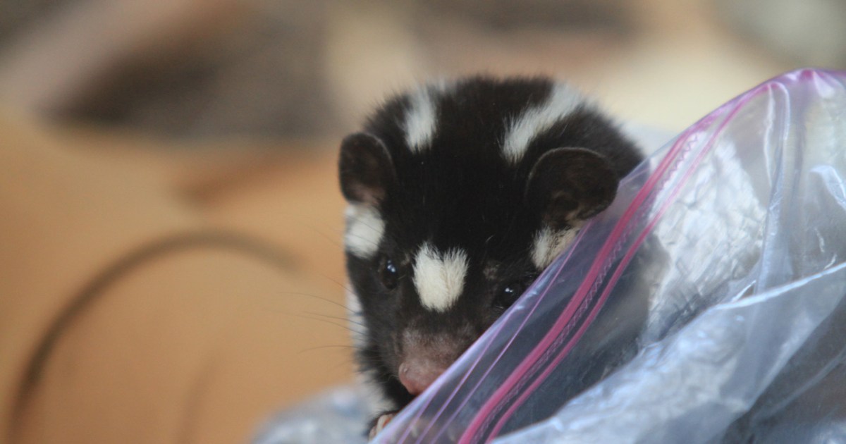 A Biological Checkup for Foxes and Skunks on the Channel Islands - The ...