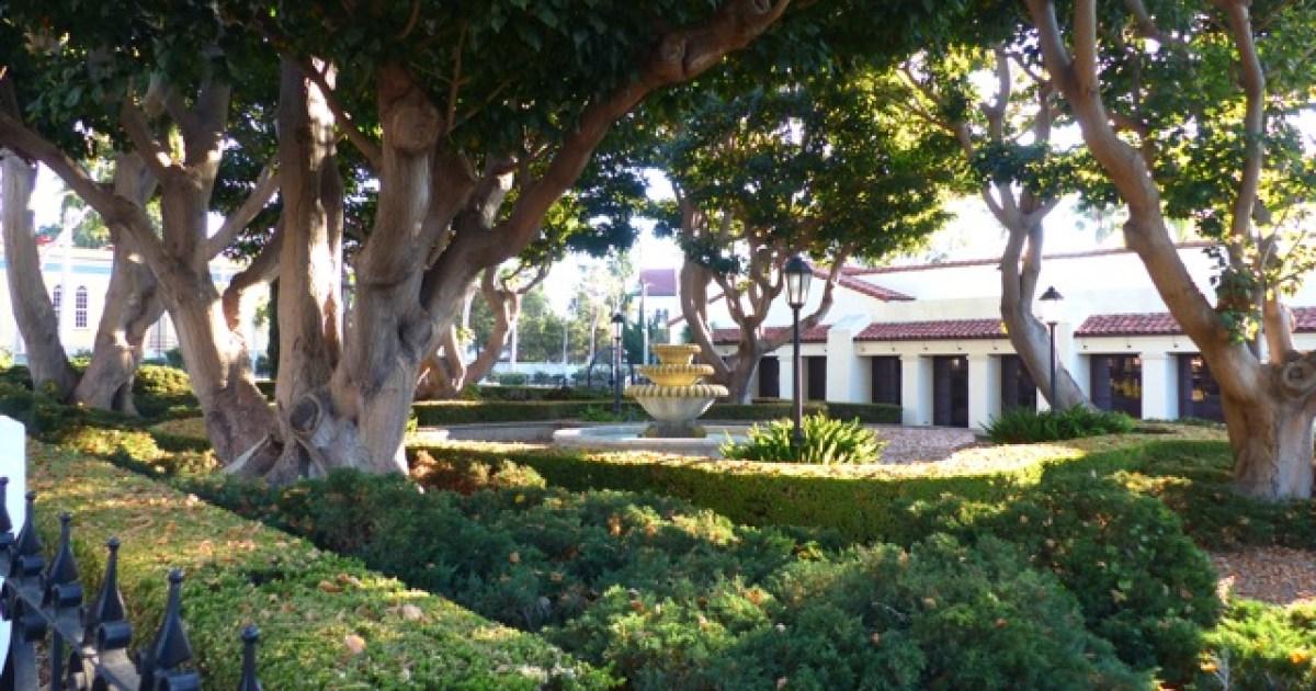 Coral Tree Controversy Takes Root at State and Micheltorena - The Santa ...