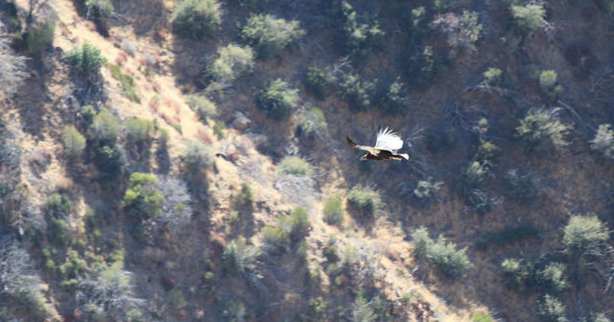 First Baby Condor Fledges in Santa Barbara County - The Santa Barbara ...