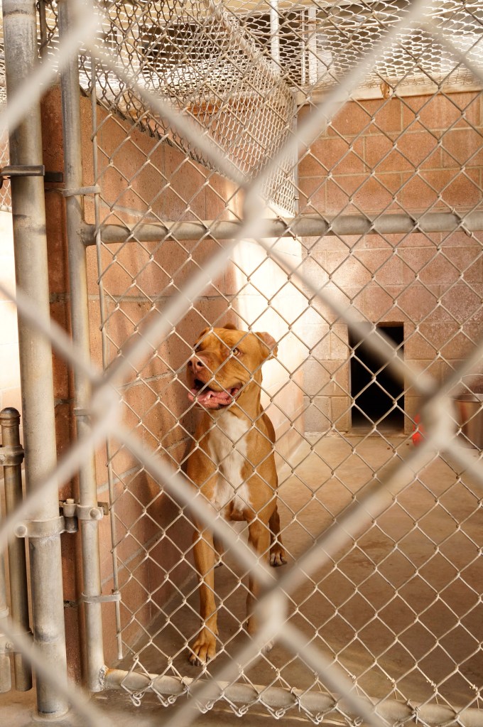 Santa Barbara County Animal Services Waiving Adoption Fees - The Santa ...
