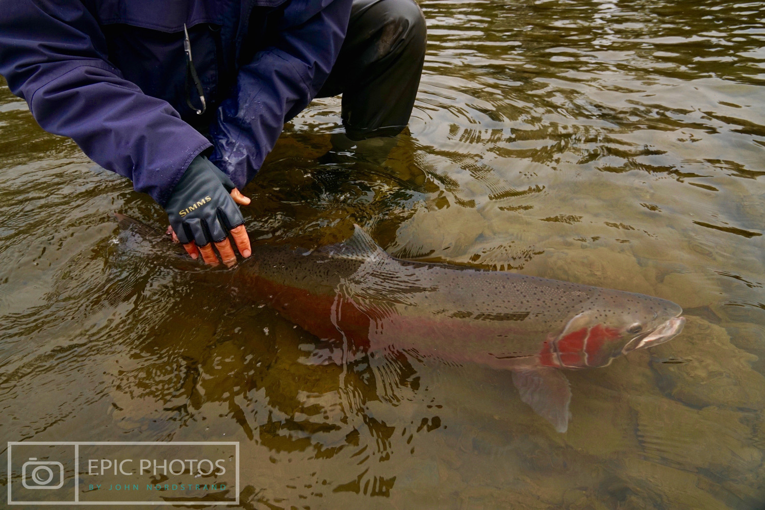 Steelhead Win Landmark Victory - The Santa Barbara Independent