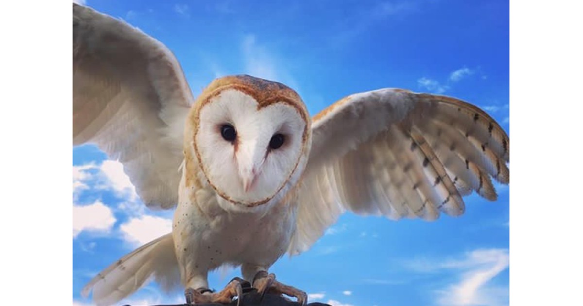 Wildlife Facility Preps for Nesting Season - The Santa Barbara Independent