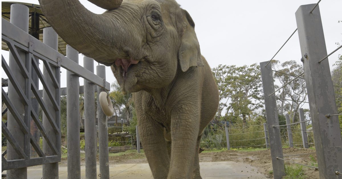 Life with Little Mac - The Santa Barbara Independent