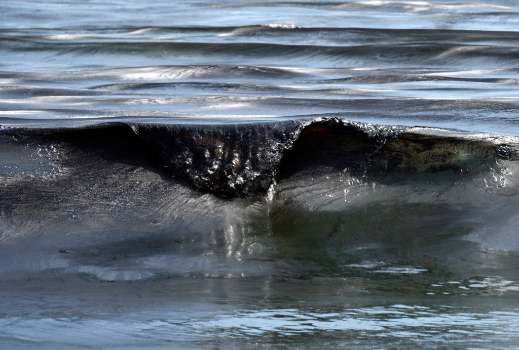 Refugio Oil Spill Victims Ask for Their Day in Court - The Santa ...