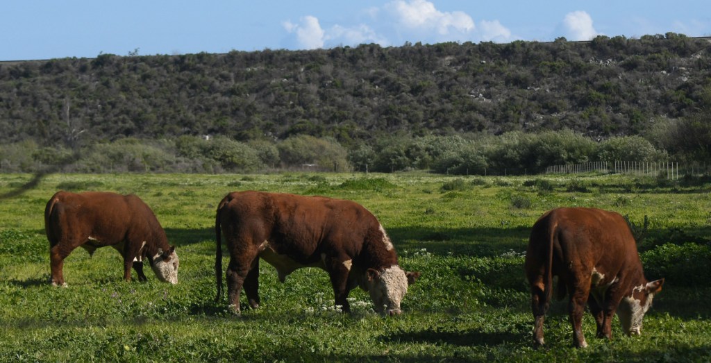 The Last Perfect Place in California - The Santa Barbara Independent