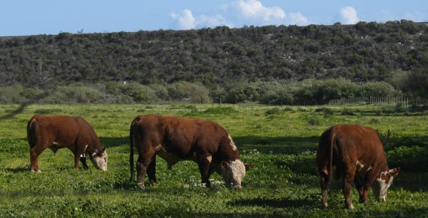 The Last Perfect Place in California - The Santa Barbara Independent