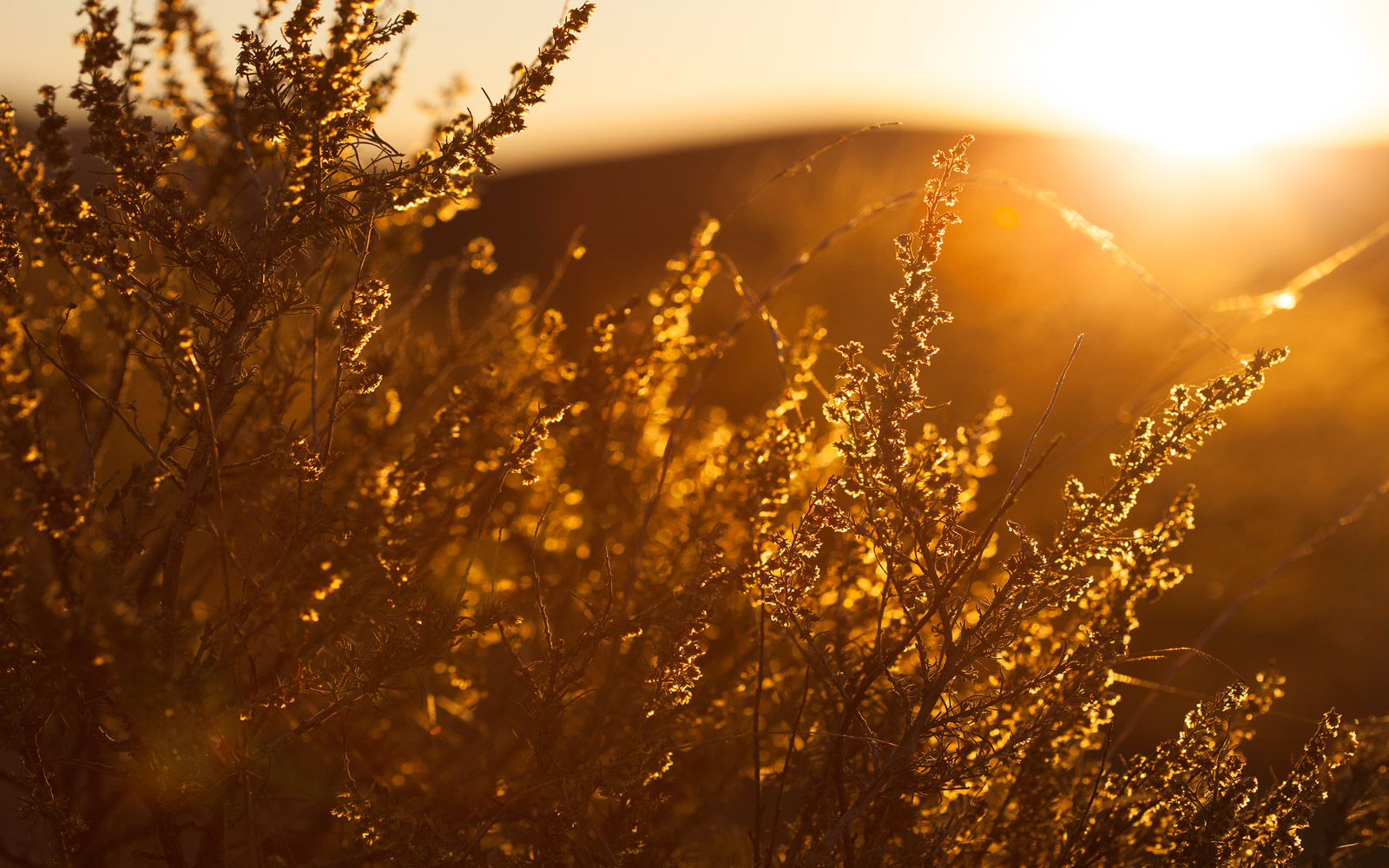 The Last Perfect Place in California - The Santa Barbara Independent