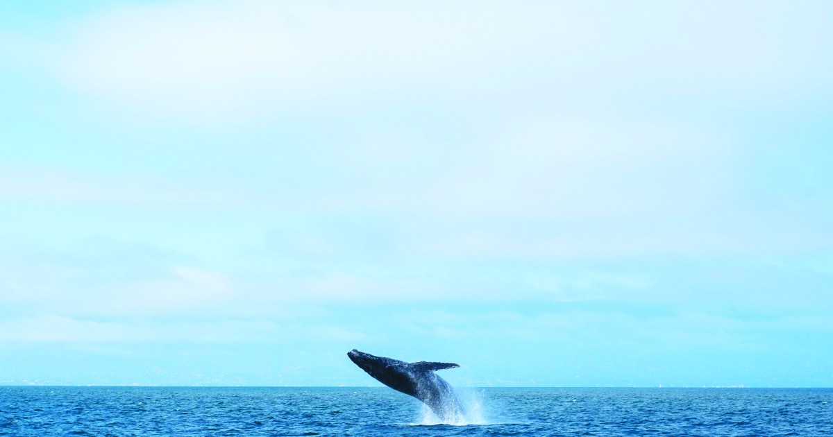 Last Call for Spring Whale-Watching - The Santa Barbara Independent