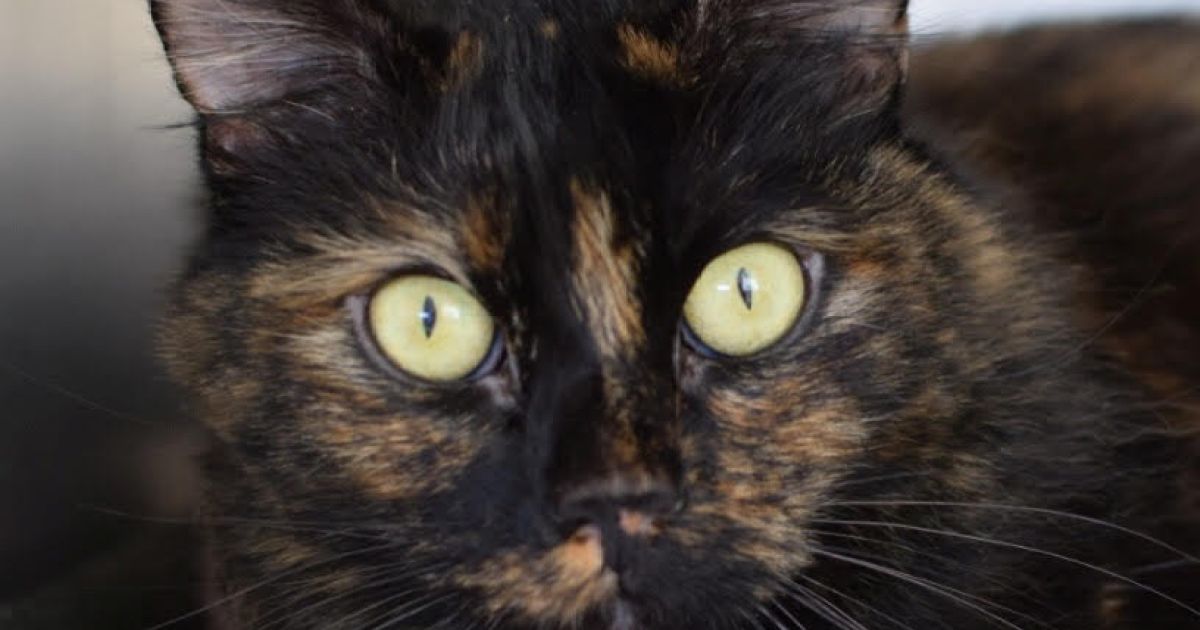 Freckles - The Santa Barbara Independent