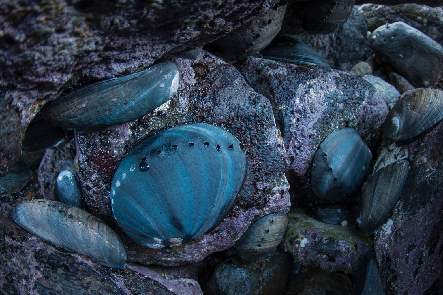 Black Abalone Are Making a Miraculous Comeback - The Santa Barbara ...