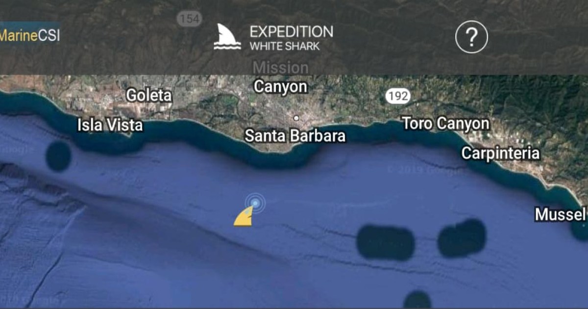 This App Lets You Track Tagged Sharks - The Santa Barbara Independent