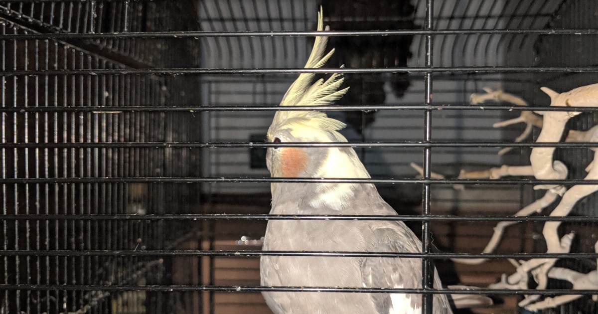 'Jail Bird' Escapes into Sheriff's Custody - The Santa Barbara Independent