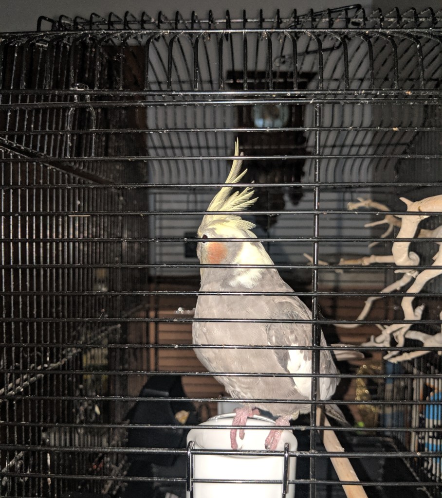'Jail Bird' Escapes into Sheriff's Custody - The Santa Barbara Independent
