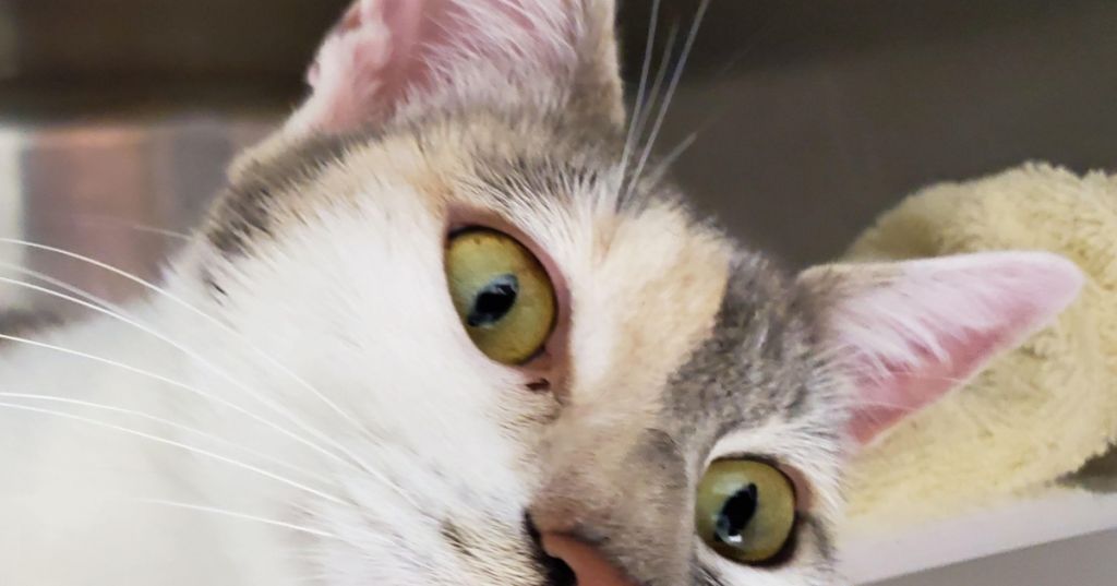 Picassa - The Santa Barbara Independent