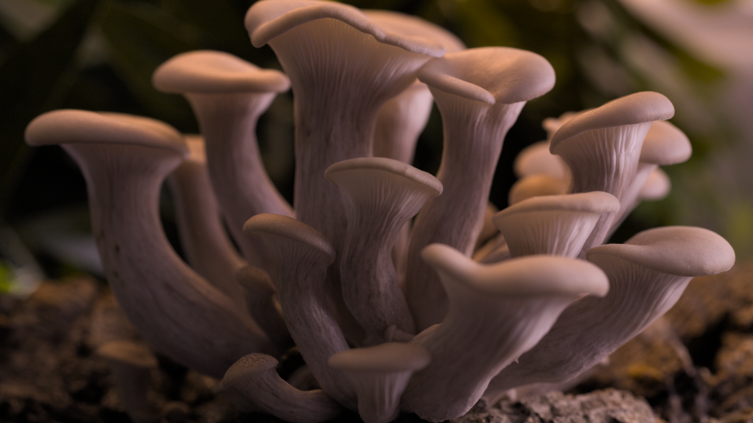 ‘Fantastic Fungi’ Explores the Magic of Mushrooms - The Santa Barbara ...