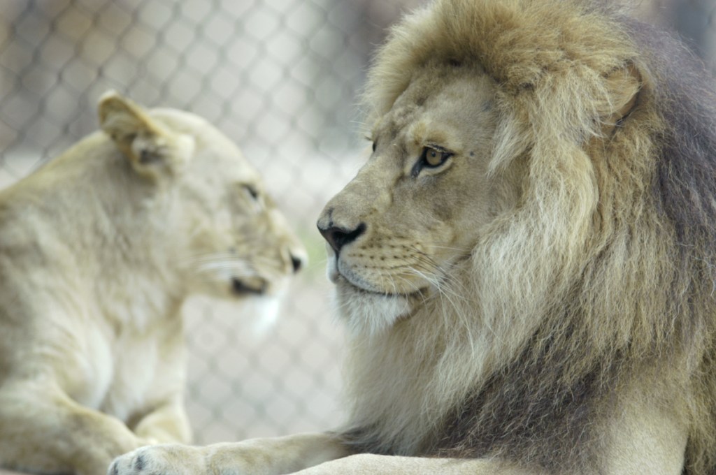 Chadwick, the Santa Barbara Zoo’s Elderly Lion, Has Died - The Santa ...