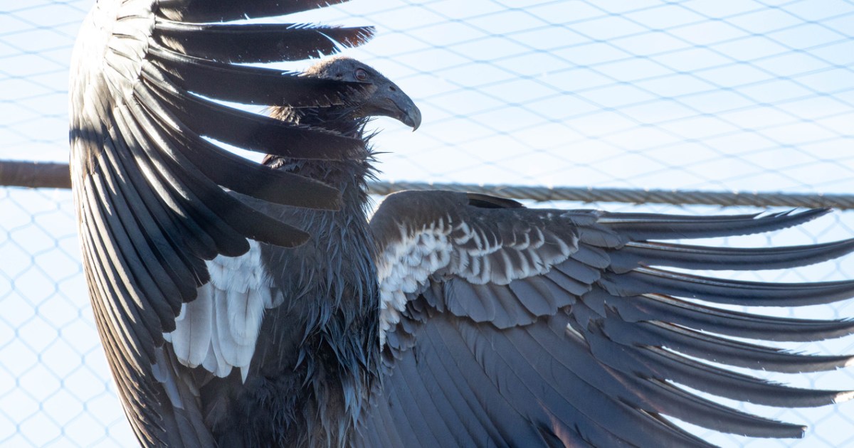 Zoo Welcomes Three New Condors - The Santa Barbara Independent