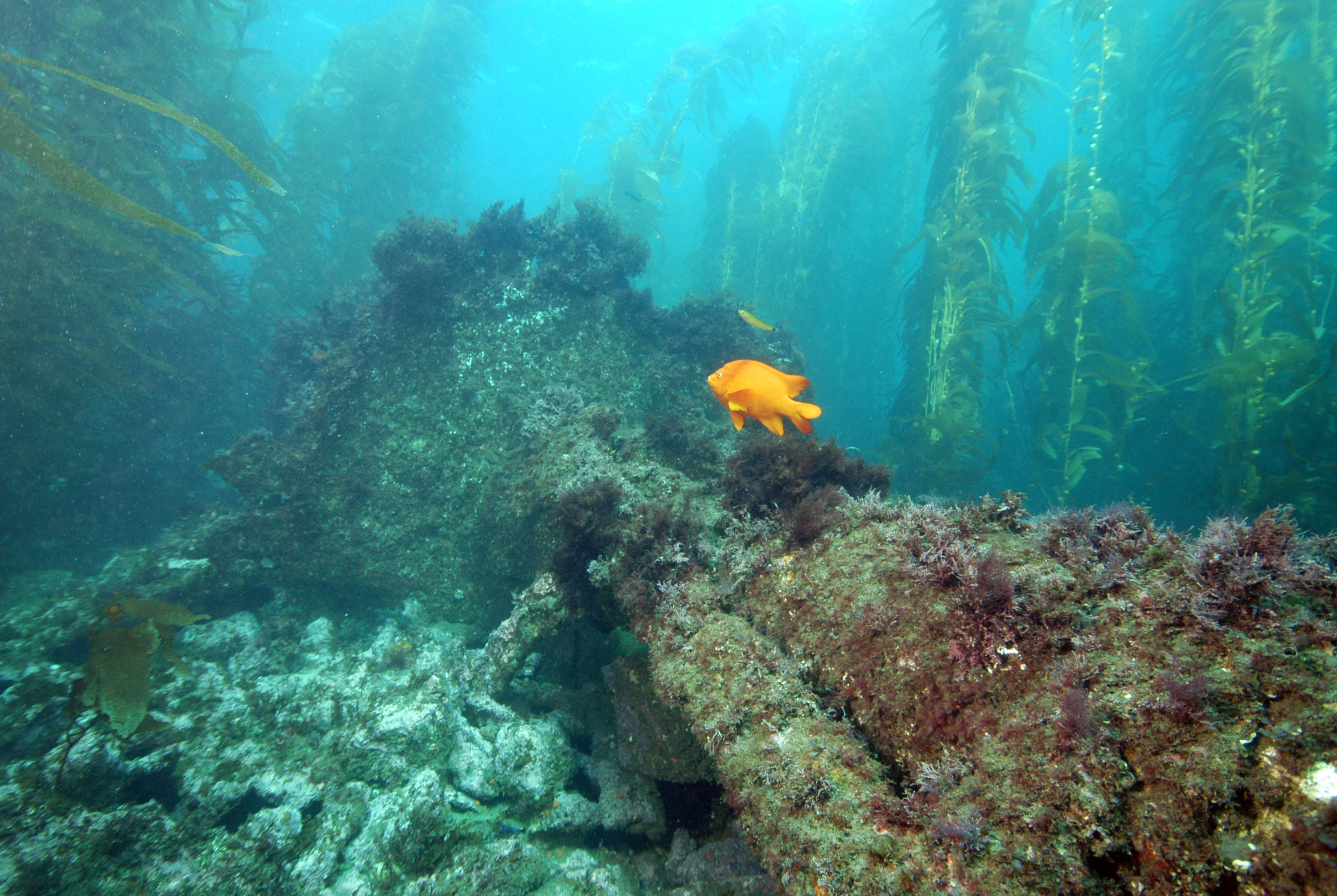 Channel Islands Shipwrecks Tell Stories of Heroism, Heartbreak, and ...
