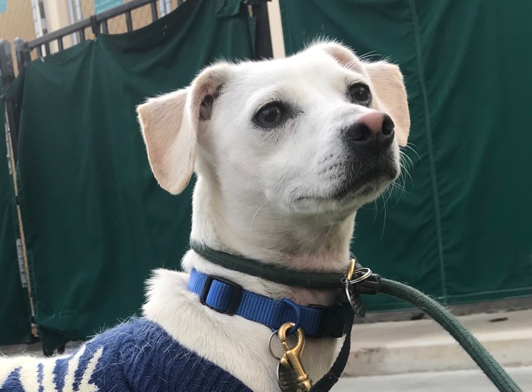 Adoptable Pet of the Week: Doby - The Santa Barbara Independent