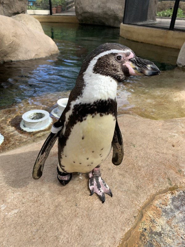 Santa Barbara Zoo’s Lucky the Penguin Dies - The Santa Barbara Independent