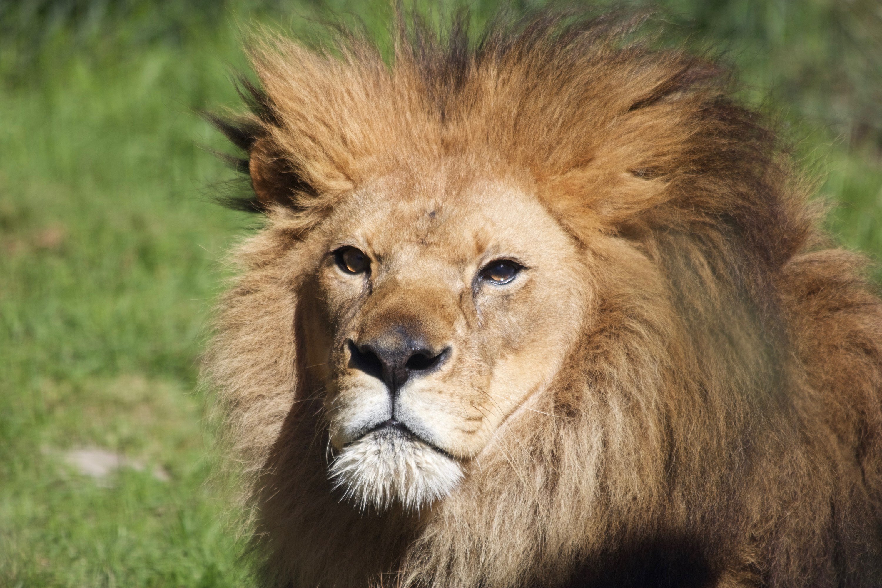 Santa Barbara Zoo to Welcome New Lions - The Santa Barbara Independent